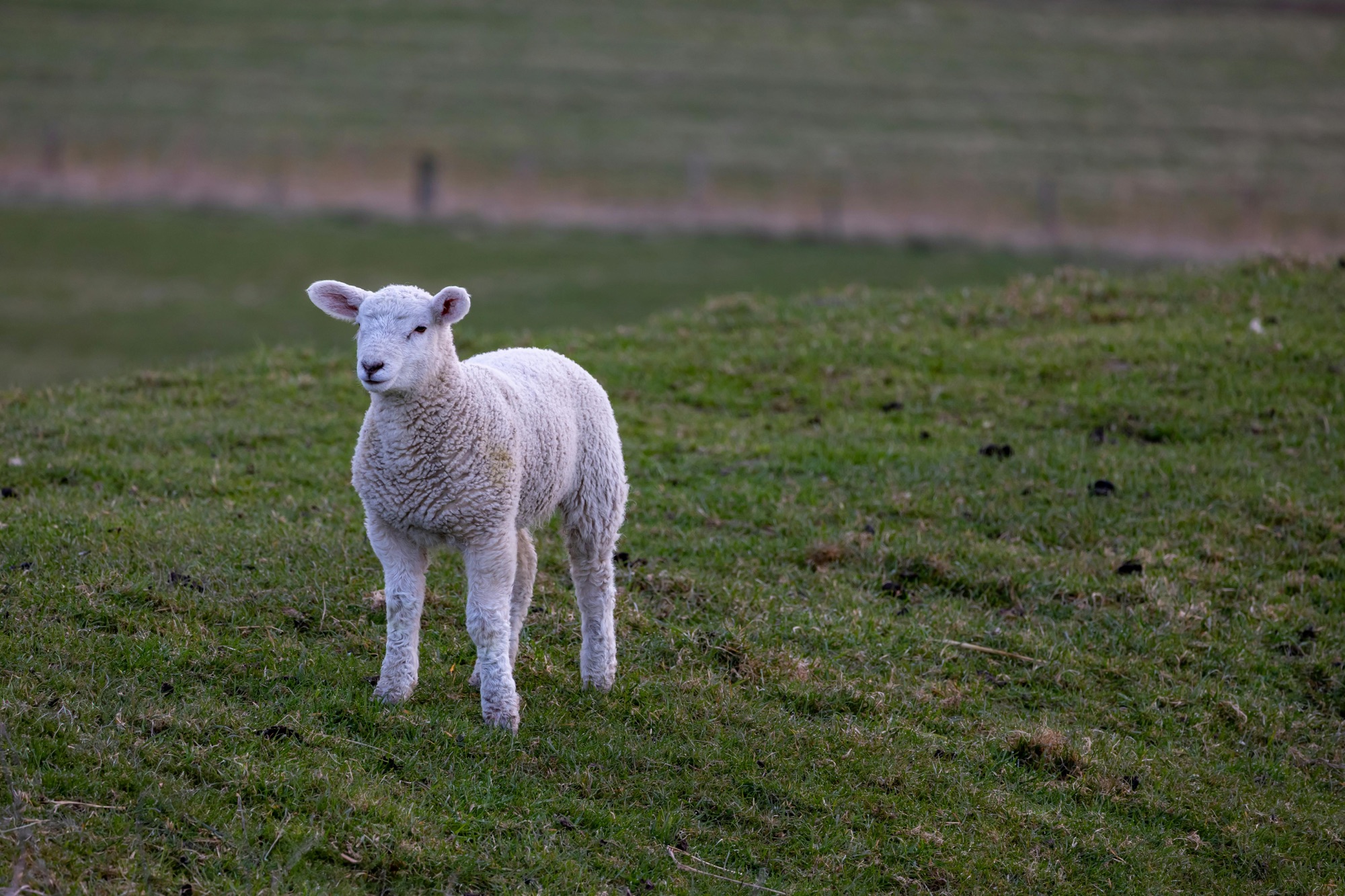 Jesus Christ, the lamb of God – Unlearning Tradition, Relearning Scripture